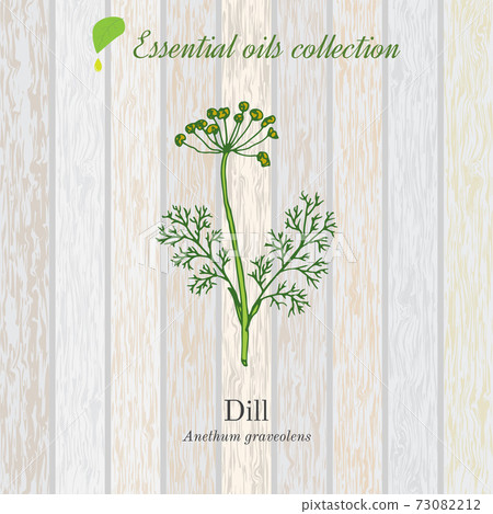 Dill, essential oil label, aromatic plant - Stock Illustration ...