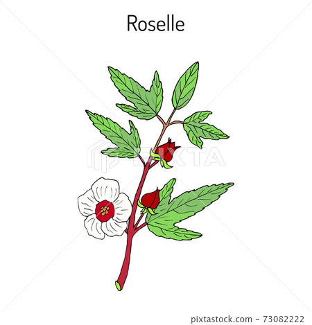Roselle Hibiscus sabdariffa , or carcade - Stock Illustration [73082222 ...