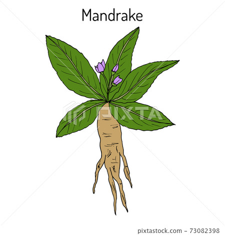 Mandrake root or Mandragora officinarum - Stock Illustration [73082398 ...