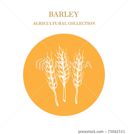 Agricultural collection. Barley - Stock Illustration [73082531] - PIXTA