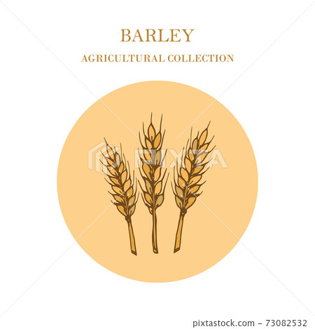Agricultural collection. Barley - Stock Illustration [73082532] - PIXTA