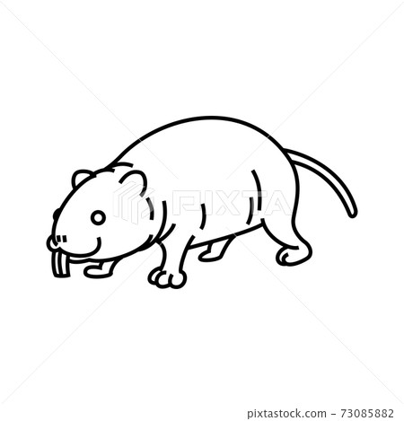 Naked mole rat - Stock Illustration [73085882] - PIXTA
