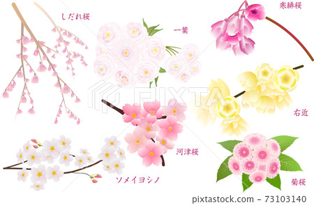 Spring material Sakura - Stock Illustration [73103140] - PIXTA