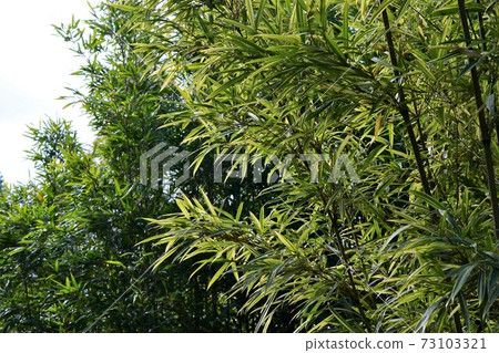 Suzukonarihiratake, a variety that grows... - Stock Photo [73103321 ...