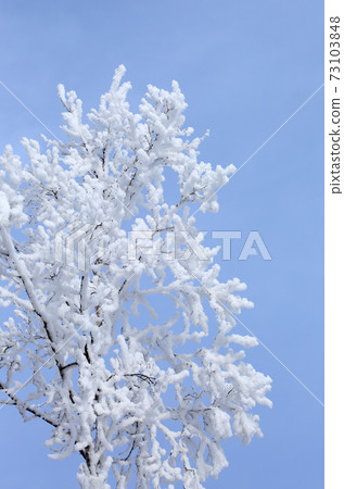 Rime - Stock Photo [73103848] - PIXTA