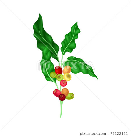 Coffee Plant Branch with Juiced Edible Fruits... - Stock Illustration ...