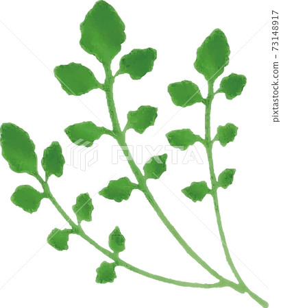 January Spring Seri Nanakusa Vegetables... - Stock Illustration ...