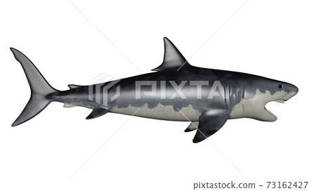 Megalodon shark - 3D render - Stock Illustration [73162427] - PIXTA