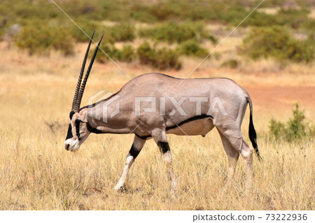 Orix (Samburu Trails, Kenya) - Stock Photo [73222936] - PIXTA