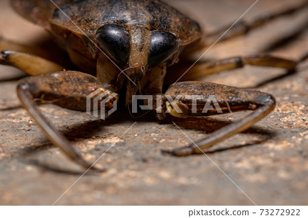 Giant Water Bug Flying