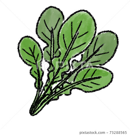 Arugula illustration watercolor hand drawn - Stock Illustration ...