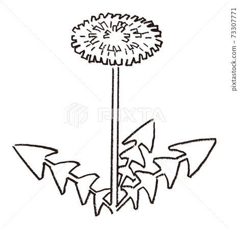 Dandelion hand drawn line art vector illustration - Stock Illustration ...