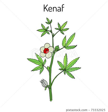 Kenaf Hibiscus cannabinus , or Deccan hemp, or... - Stock Illustration ...