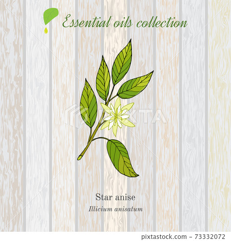 Star anise, essential oil label, aromatic plant - Stock Illustration ...