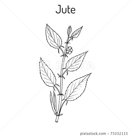 Fiber crop jute Corchorus olitorius , or... - Stock Illustration ...