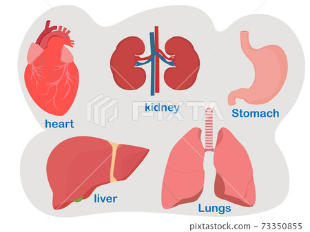 Heart, lungs, kidneys, liver, stomach, human... - Stock Illustration ...