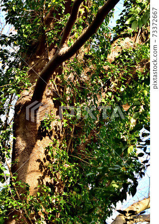 Ivy entwined with a big tree - Stock Photo [73372667] - PIXTA