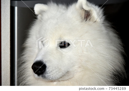 Samoyed dog face up - Stock Photo [73445289] - PIXTA