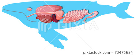 Internal Anatomy of a Whale isolated on white... - Stock Illustration ...