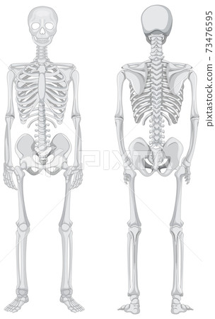 Front and back views of skeleton isolated on... - Stock Illustration ...