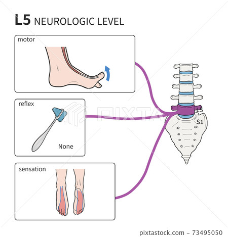 L5 nerve reflex exercise medical illustration - Stock Illustration ...