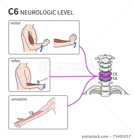 C6 Neuroreflex Exercise Medical Illustration - Stock Illustration ...