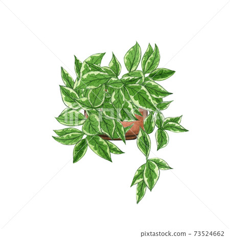 Hoya Krimsone Queen, houseplant in the pot,... - Stock Illustration ...