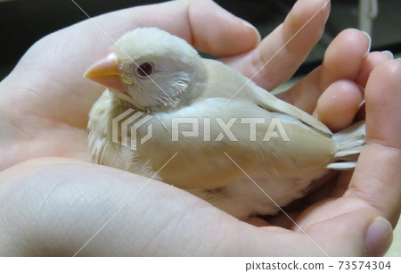 Java sparrow/Sparrow images - PIXTA