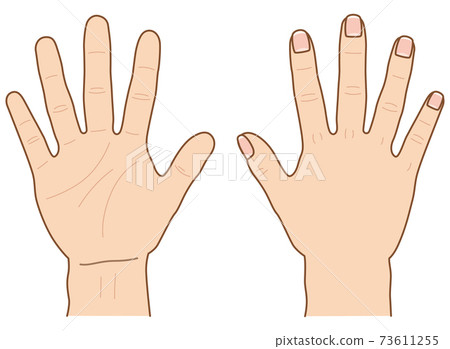 Back of hand and palm - Stock Illustration [73611255] - PIXTA