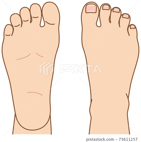 Instep and sole - Stock Illustration [73611257] - PIXTA