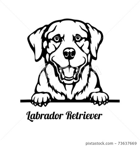 Labrador Retriever - Peeking Dogs - - breed... - Stock Illustration ...