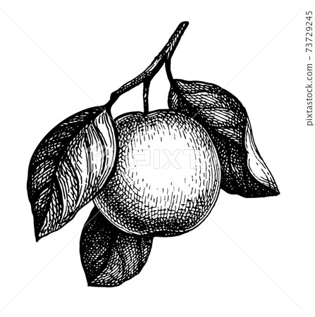 Ink sketch of apple. - Stock Illustration [73729245] - PIXTA