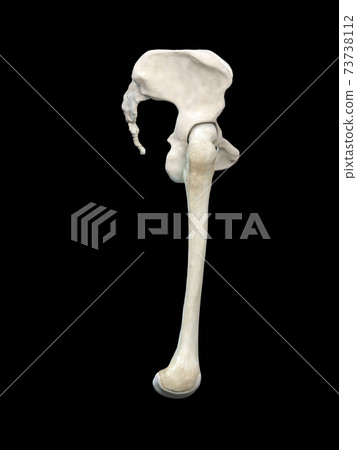 pelvis, femur, bones anatomy side view, black... - Stock Illustration ...