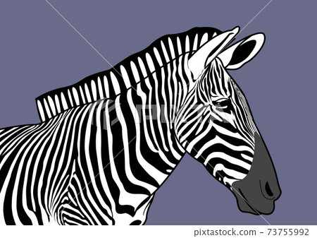 The profile of the zebra is gentle. - Stock Illustration [73755992] - PIXTA