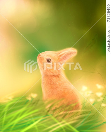 A cute little rabbit basking in the sun through... - Stock Illustration ...
