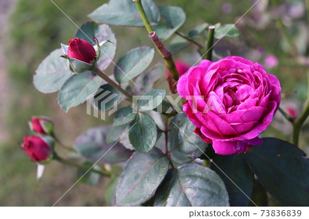 Old Port, a fragrant rose made in New Zealand - Stock Photo [73836839 ...