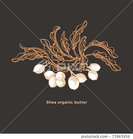 Shea tree. Vector karite branch, nuts. Hand drawn - Stock Illustration ...