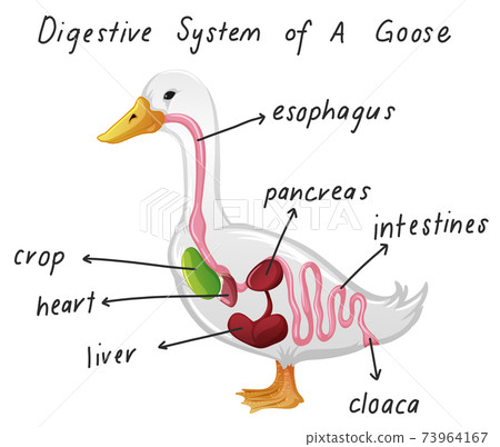 Digestive System of a goose - Stock Illustration [73964167] - PIXTA