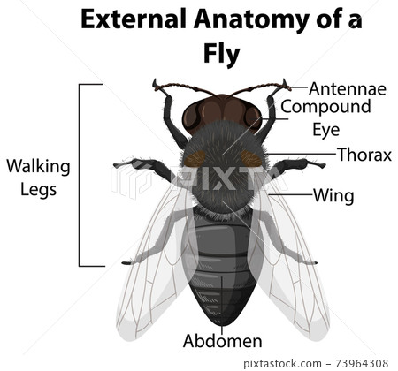 External Anatomy of a Fly on white background - Stock Illustration ...