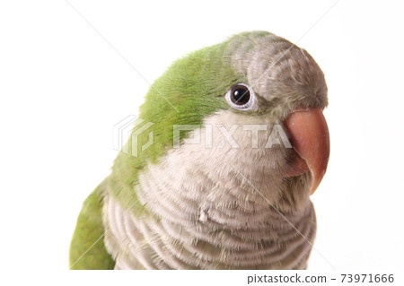 Quaker Parrot Wallpaper