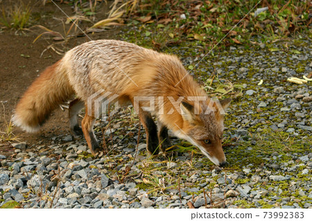 Kita fox fox fox Hokkaido nature - Stock Photo [73992383] - PIXTA