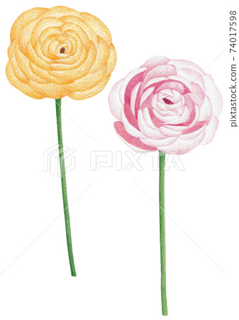 Ranunculus colored pencil drawing - Stock Illustration [74017598] - PIXTA