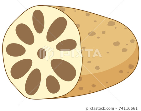 Lotus root - Stock Illustration [74116661] - PIXTA