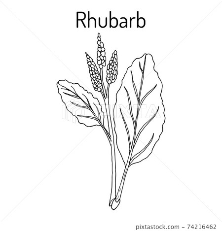 Rhubarb Drawing