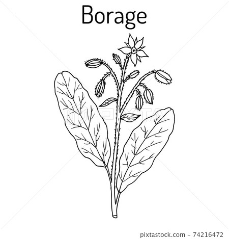 Borage Flower Drawing