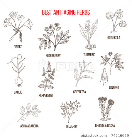 Collection of anti-aging herbs - Stock Illustration [74216659] - PIXTA