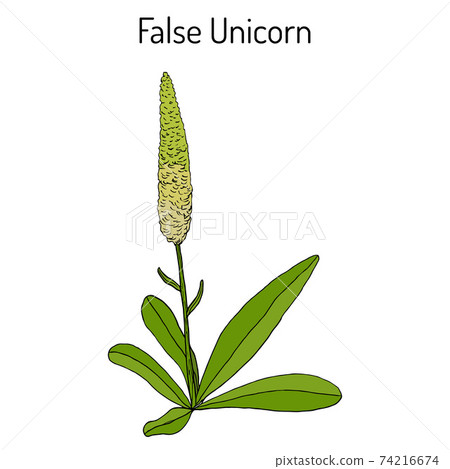 False unicorn Chamaelirium luteum , or... - Stock Illustration ...