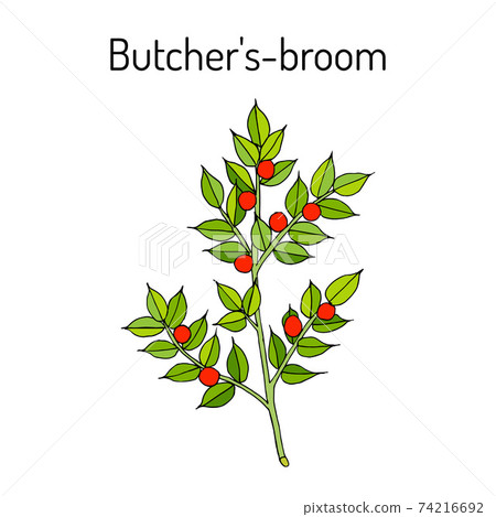 Butcher s broom Ruscus aculeatus , or Knee... - Stock Illustration ...
