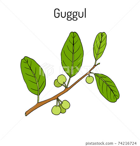 Best Ayurvedic plant guggul Commiphora wightii... - Stock Illustration ...