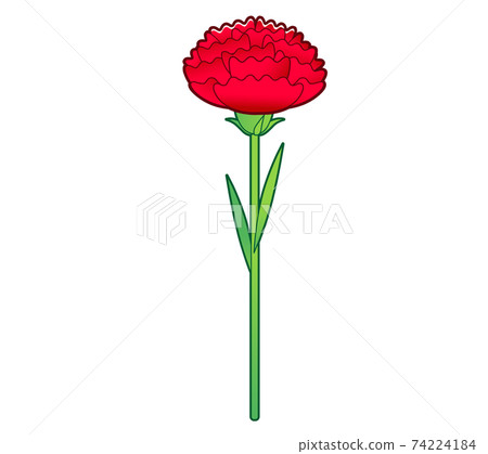 One carnation - Stock Illustration [74224184] - PIXTA